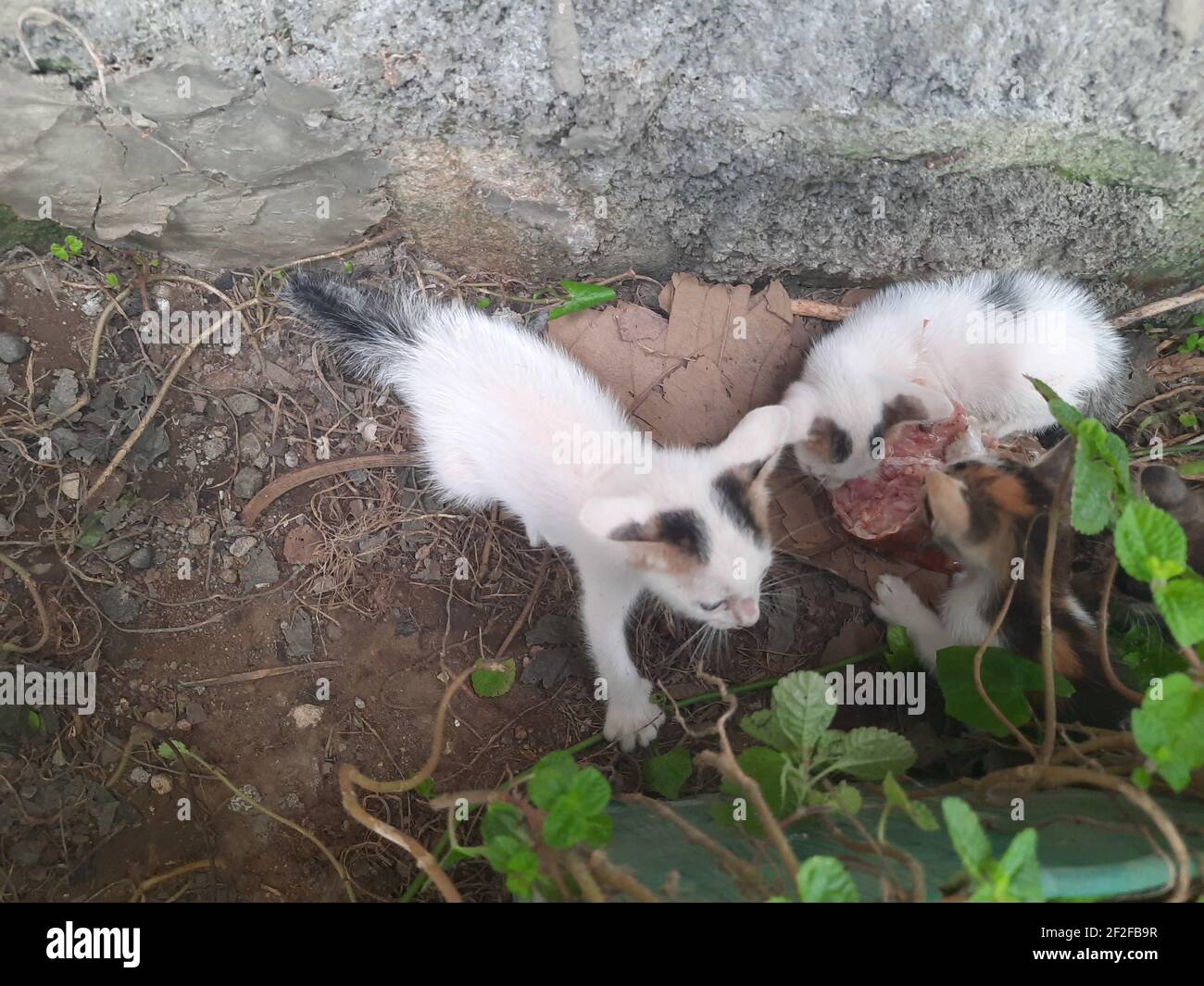 High angle view from three kitten cats eating fish on garden ground ...