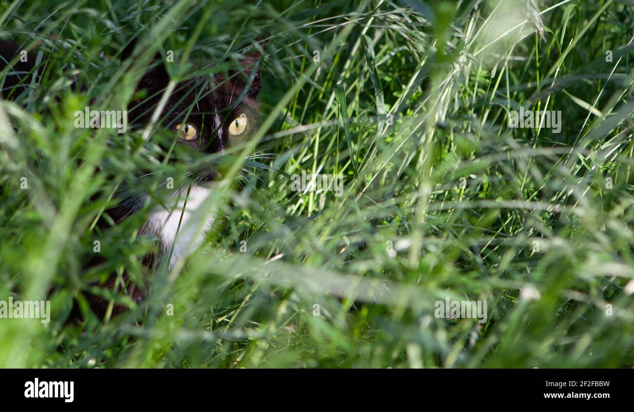Black cat hiding in grass hi-res stock photography and images - Alamy