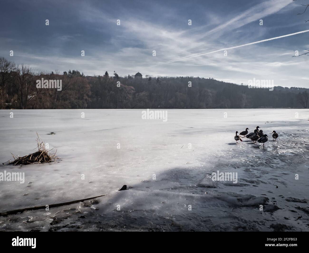 Frozen lake with duck family sunbathing and relax in rays of light from ...