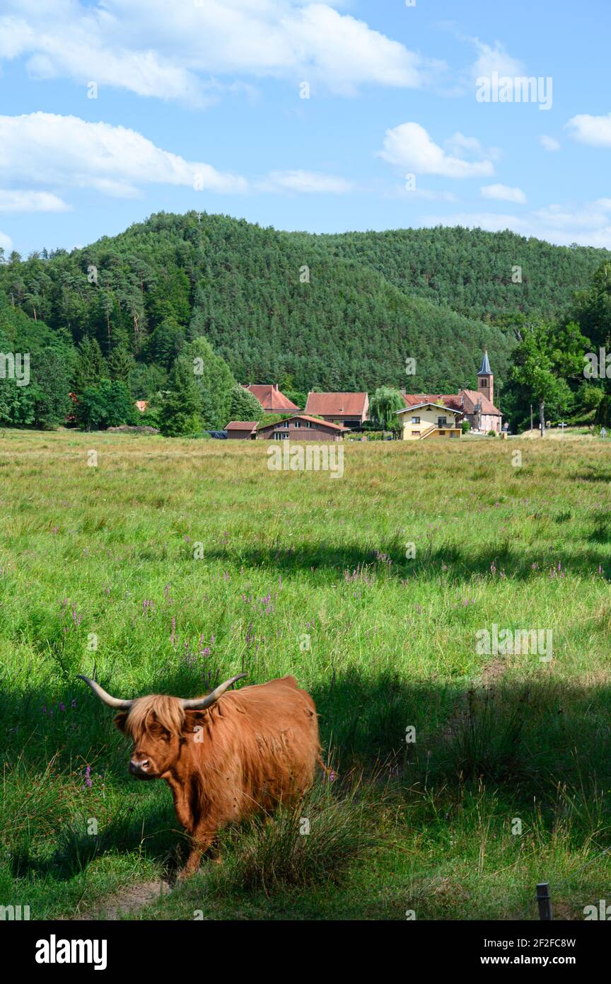 Alone horned cow walking on green grass pasture with small village in ...