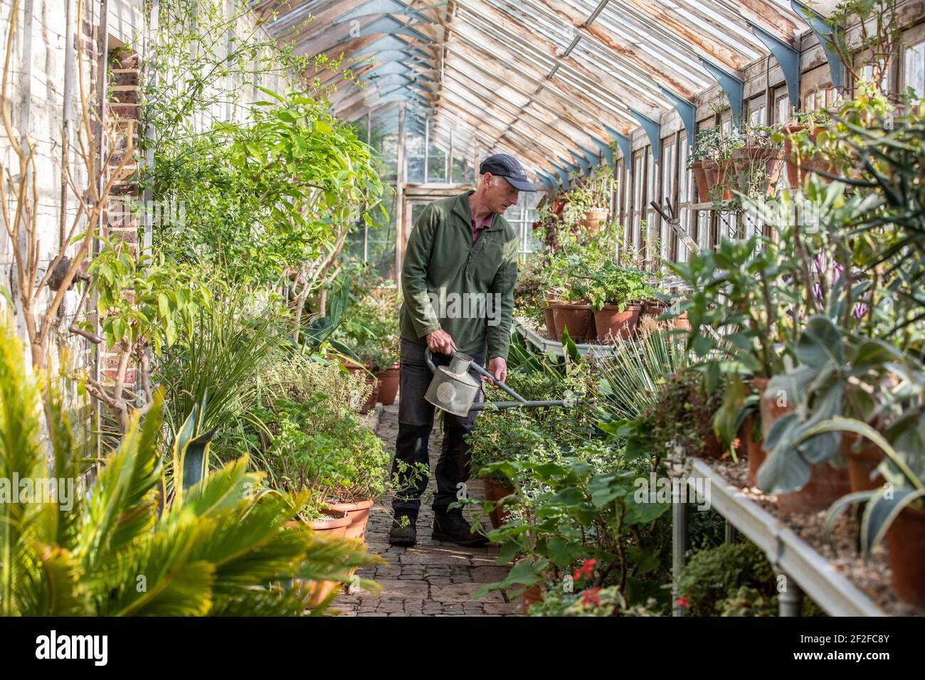 Head gardener, Andrew Humphris at Parham House and Gardens, waters the ...