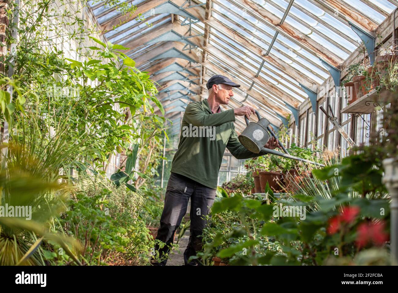 Head gardener, Andrew Humphris at Parham House and Gardens, waters the ...