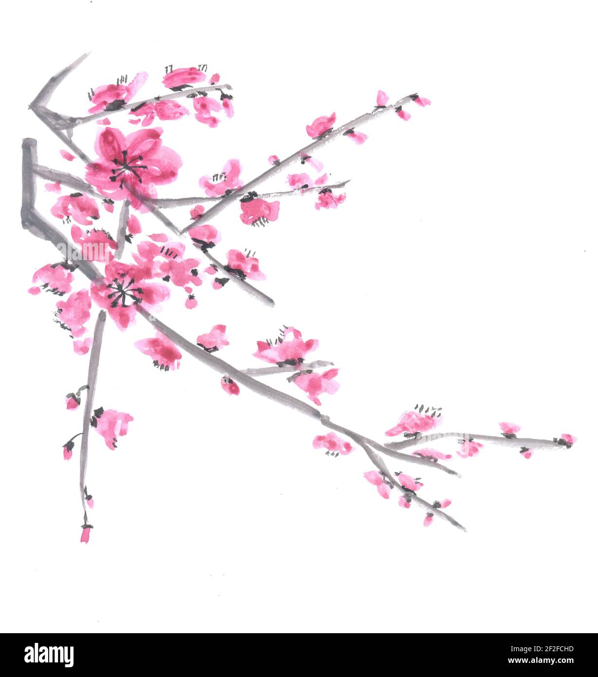 Chinese Cherry Blossom Tree Drawing