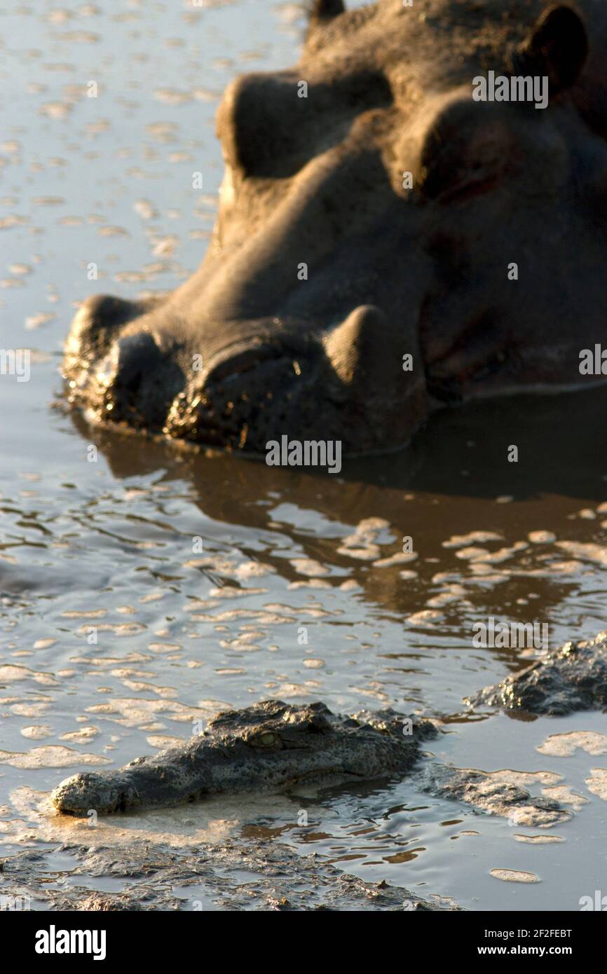 Crocodile and hippo crocodylus niloticus hi-res stock photography and ...