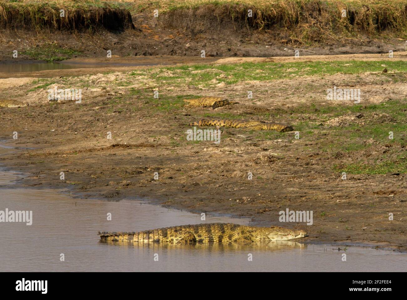 Katavi National Park is famous for its many large crocodiles. The ...