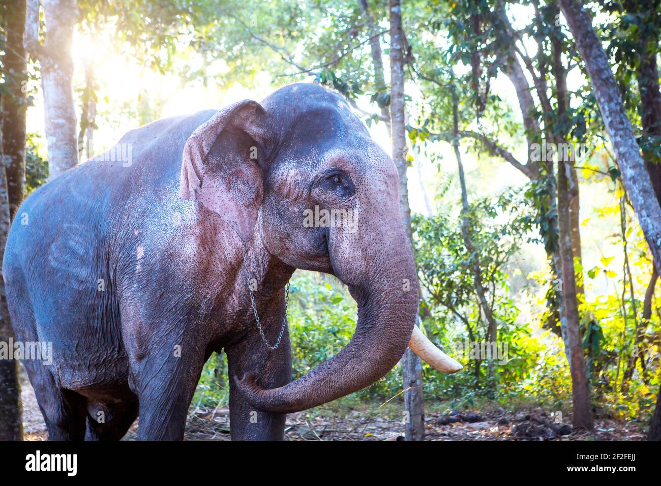 Indian elephant in the jungle on a chain - entertainment for tourists ...