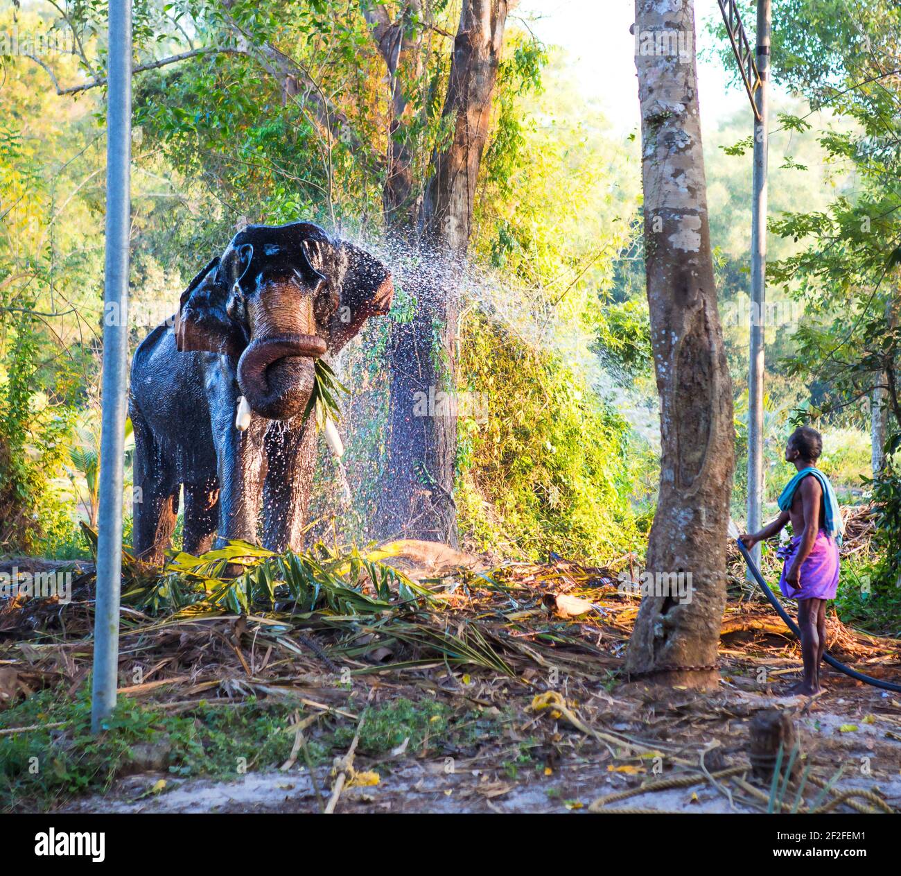 Man washing animals hi-res stock photography and images - Alamy