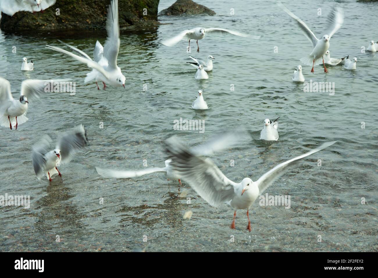 Flock of gull in clear winter sea Stock Photo - Alamy