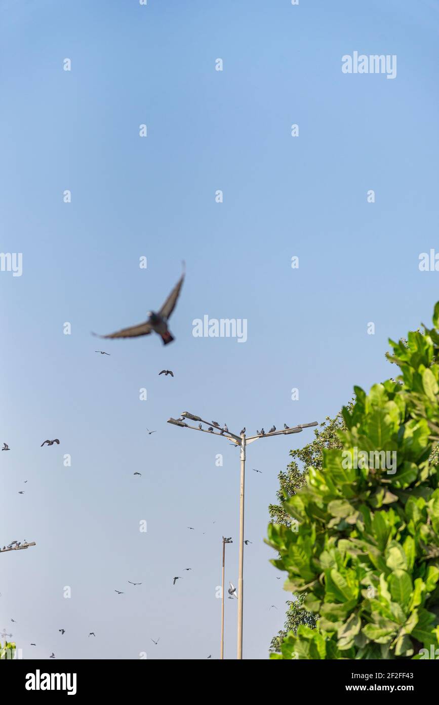 Large crowd marine birds hi-res stock photography and images - Alamy