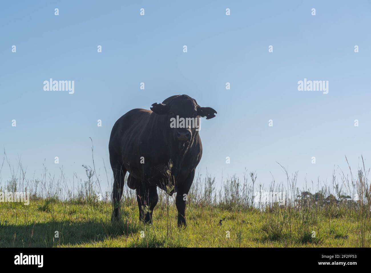 Aberdeen Angus bull. Farm animal. livestock exploration area. Breeding ...