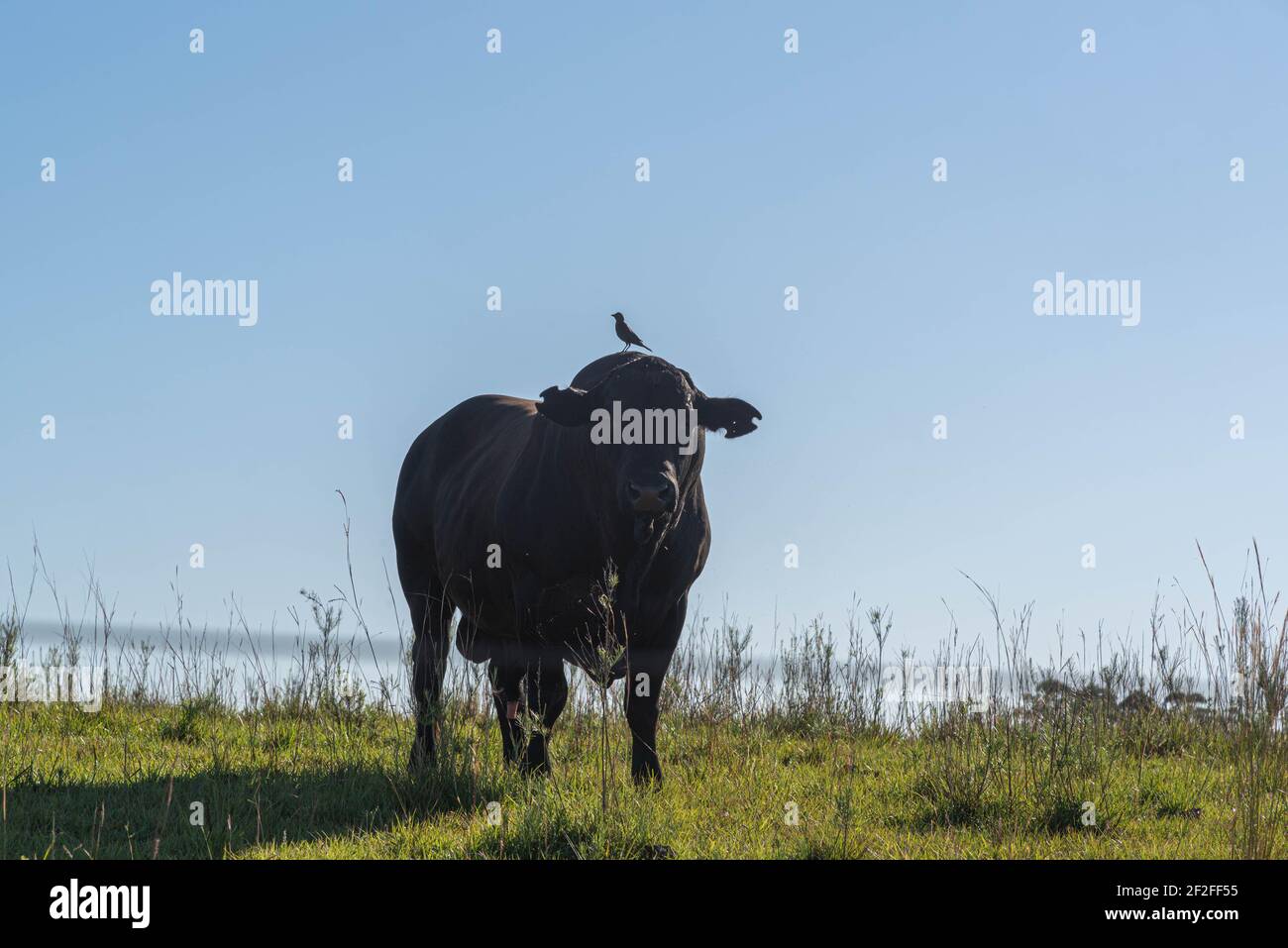 Aberdeen Angus bull. Farm animal. livestock exploration area. Breeding ...