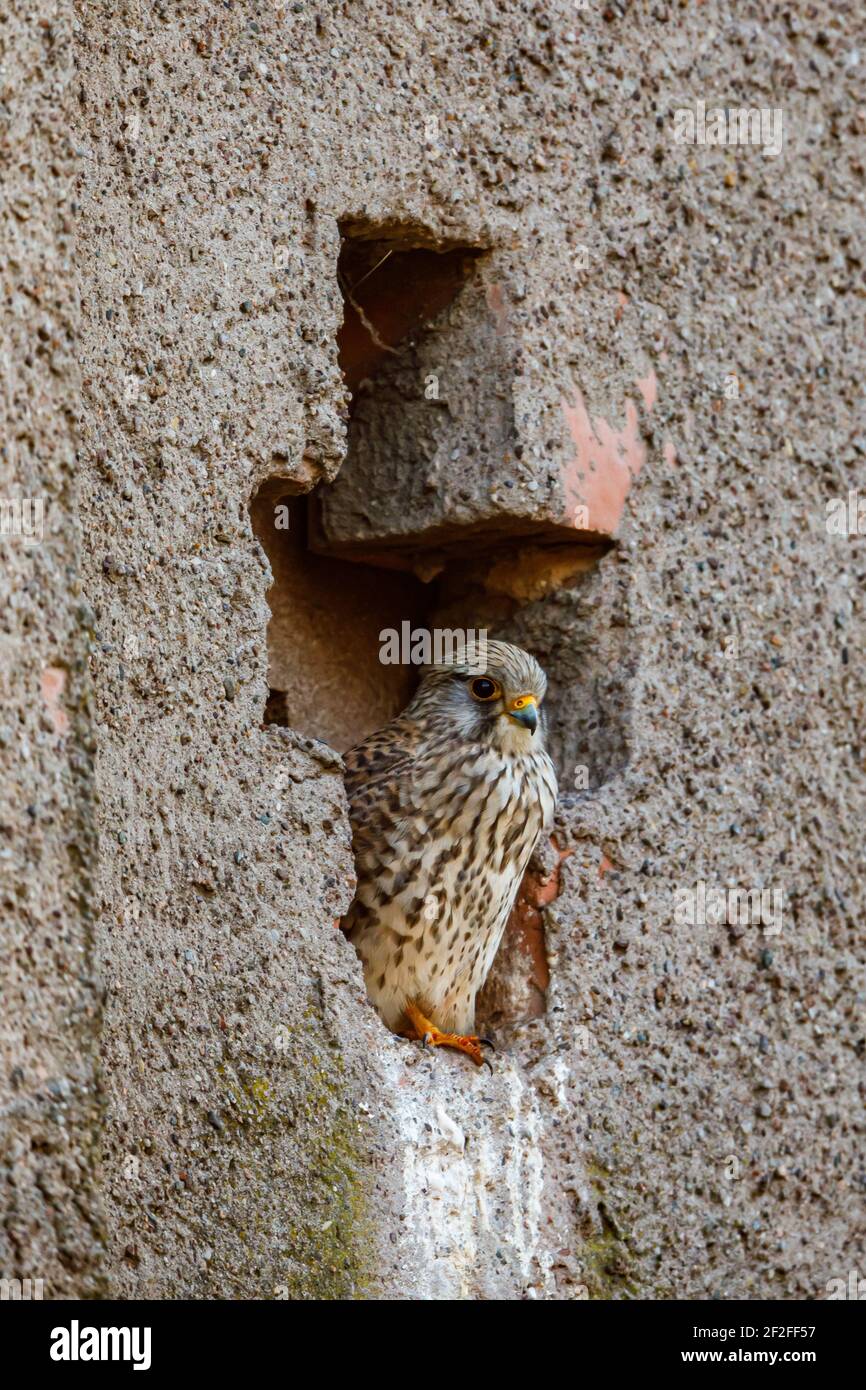 A falcon at the breeding cave Stock Photo - Alamy