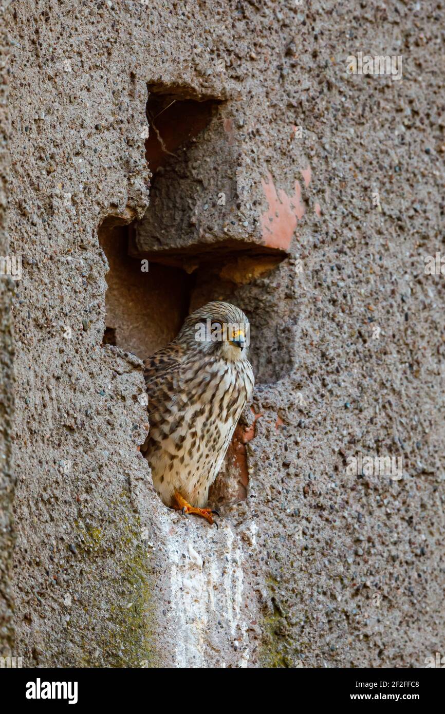 Peregrine falcon breeding nest hi-res stock photography and images - Alamy