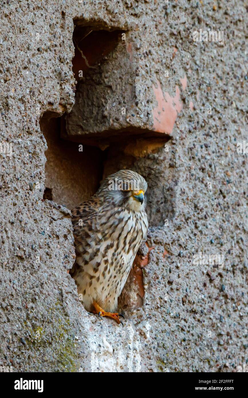 A falcon at the breeding cave Stock Photo - Alamy