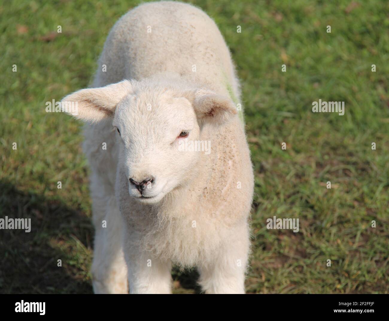 A Close Up of an All White Baby Lamb Stock Photo - Alamy