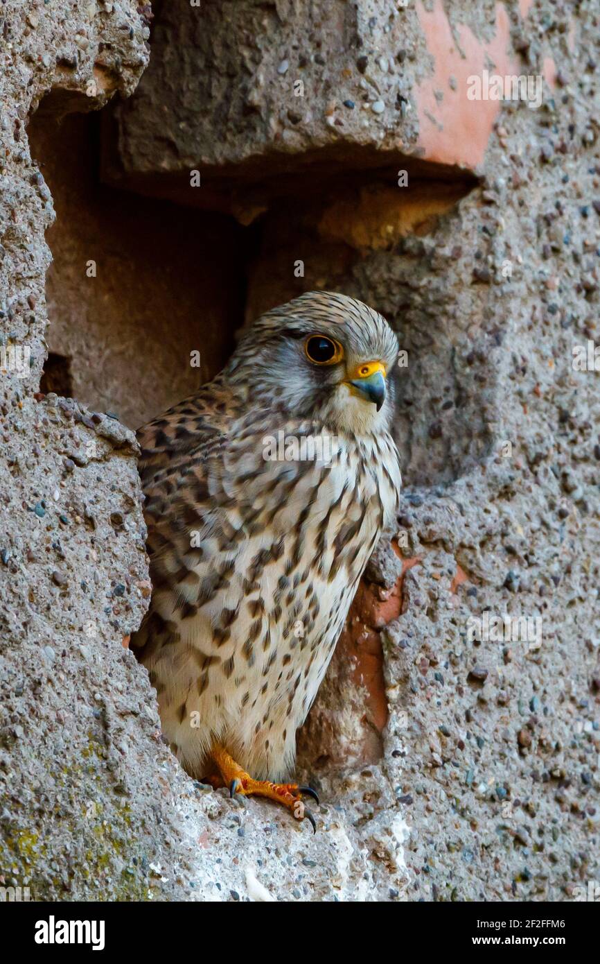A falcon at the breeding cave Stock Photo - Alamy