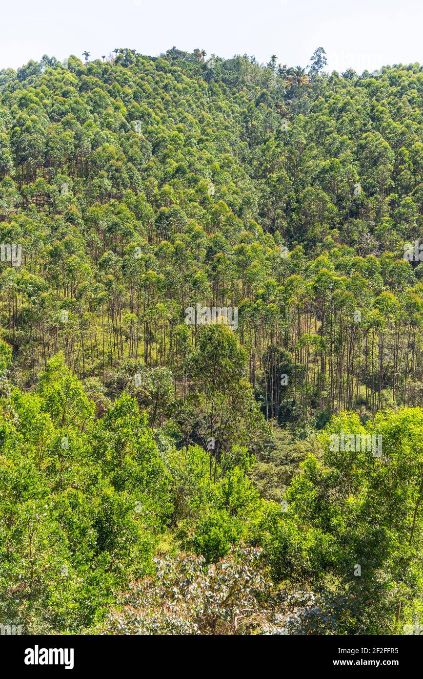 tropical exotic landscape, forest in Munnar, Kerala, India Stock Photo ...