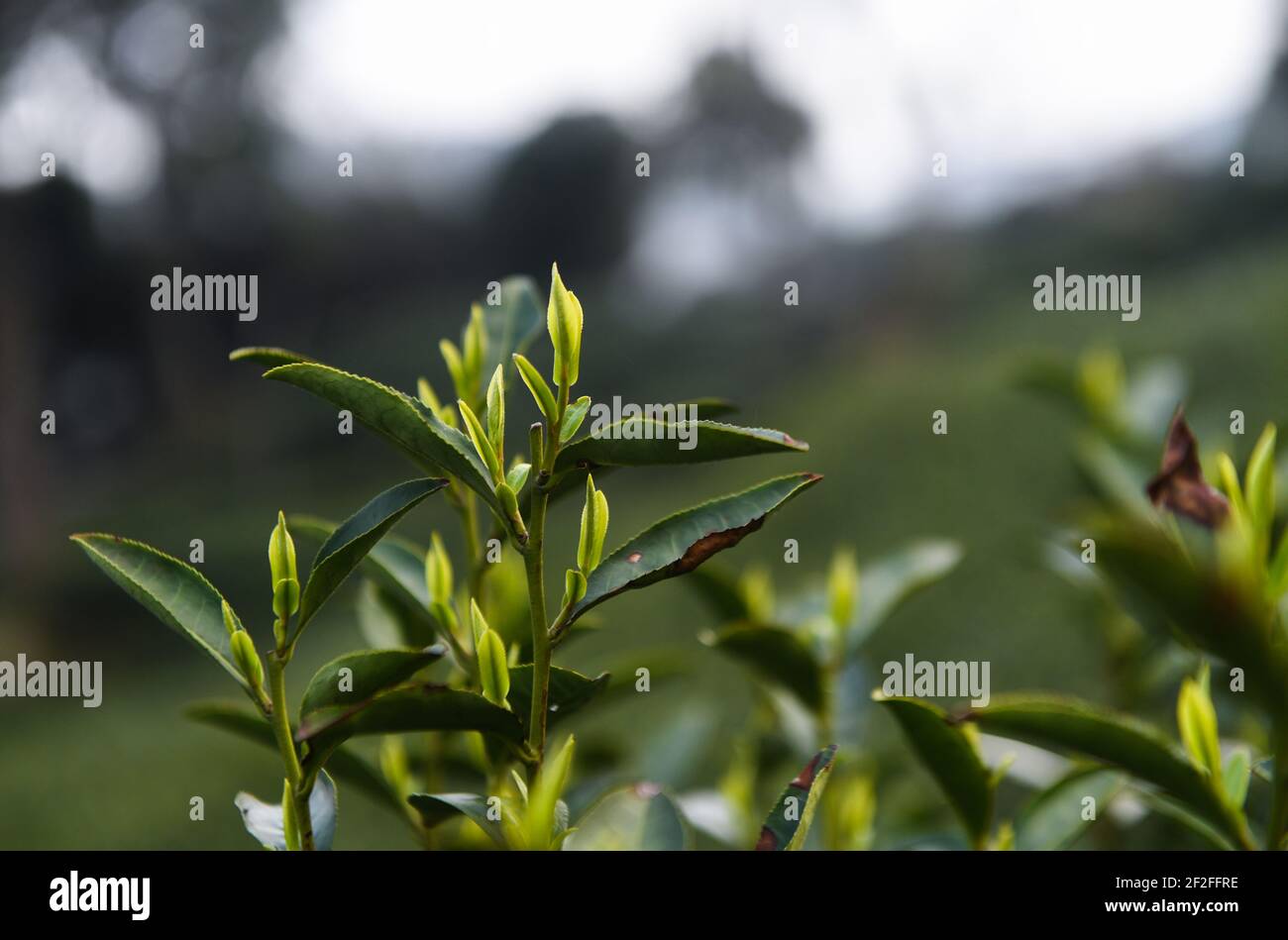 Hangzhou. 12th Mar, 2021. Photo taken on March 12, 2021 shows West Lake ...