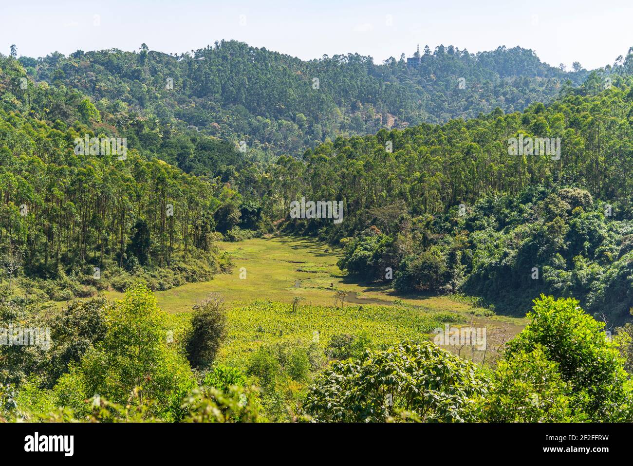 tropical exotic landscape, forest in Munnar, Kerala, India Stock Photo ...