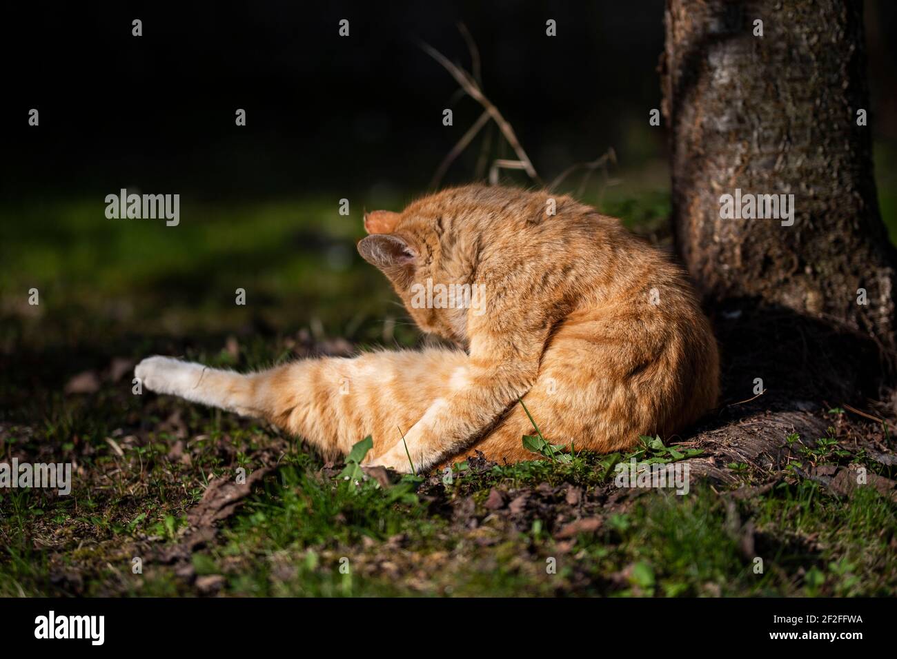 Cat washing itself hi-res stock photography and images - Alamy