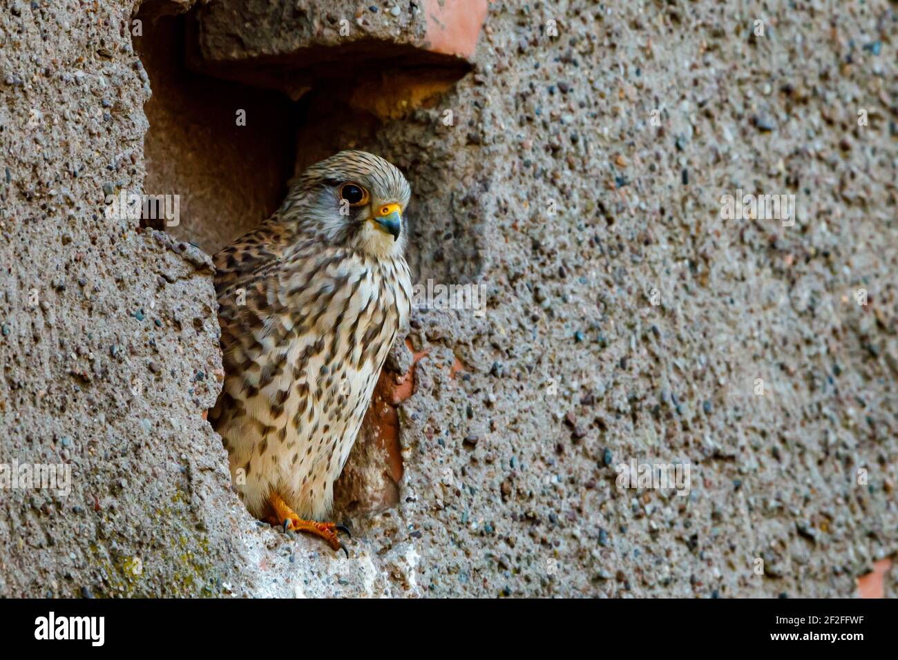 Breeding cave hi-res stock photography and images - Alamy