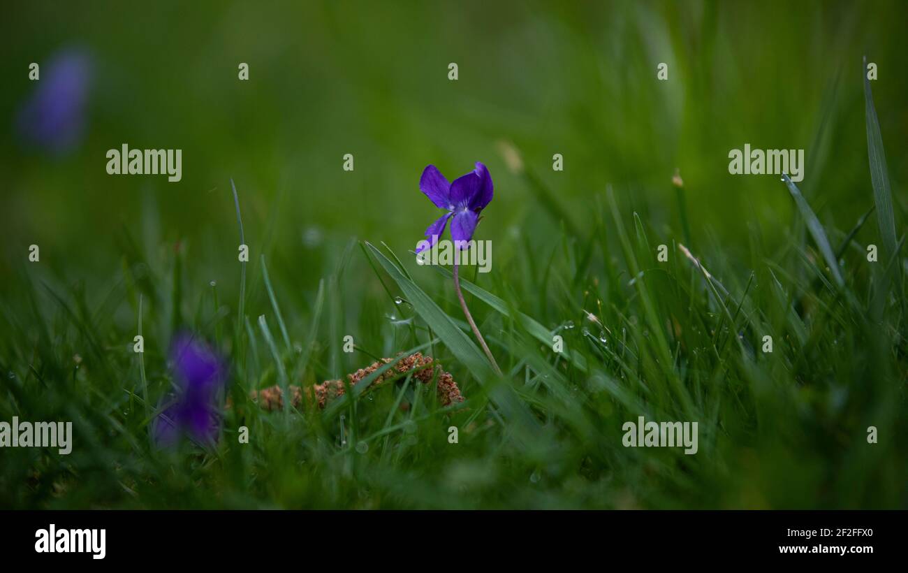 Early blooming violets hi-res stock photography and images - Alamy