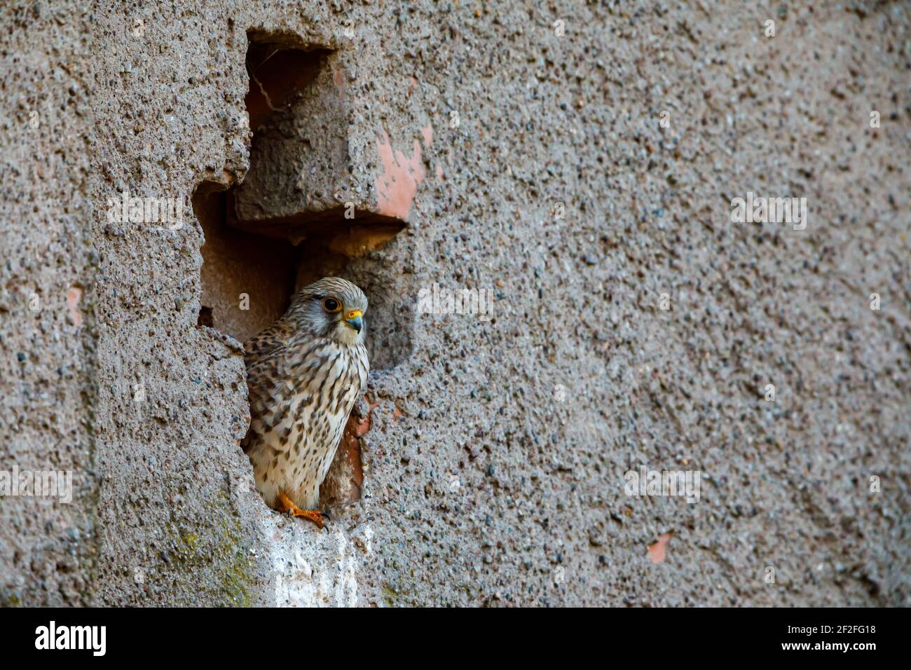A falcon at the breeding cave Stock Photo - Alamy
