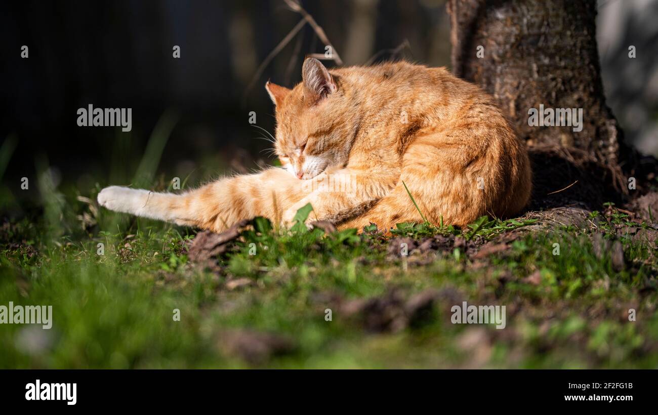 Cat washing itself hi-res stock photography and images - Alamy