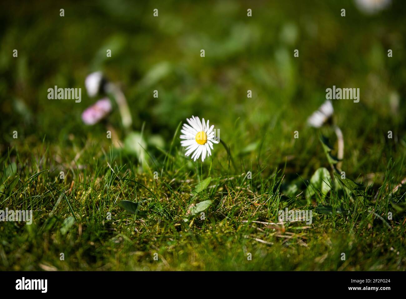 Daisy in a garden Stock Photo - Alamy