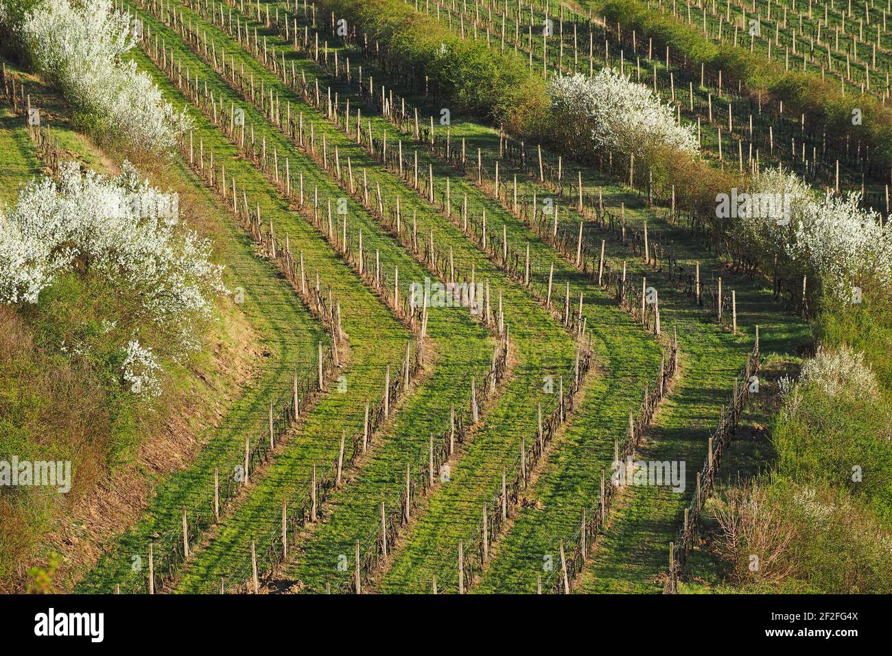 Grapes flowering landscape hi-res stock photography and images - Alamy