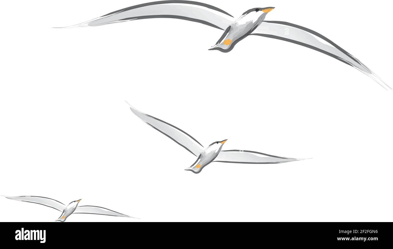 How to draw seagull hi-res stock photography and images - Alamy