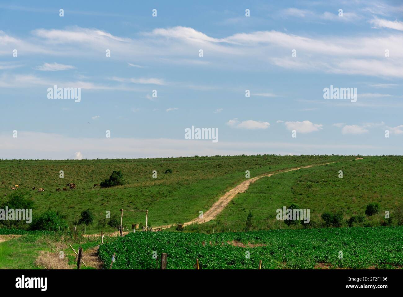 Rural landscape. Flora of the Pampa biome. crop of soybean production ...