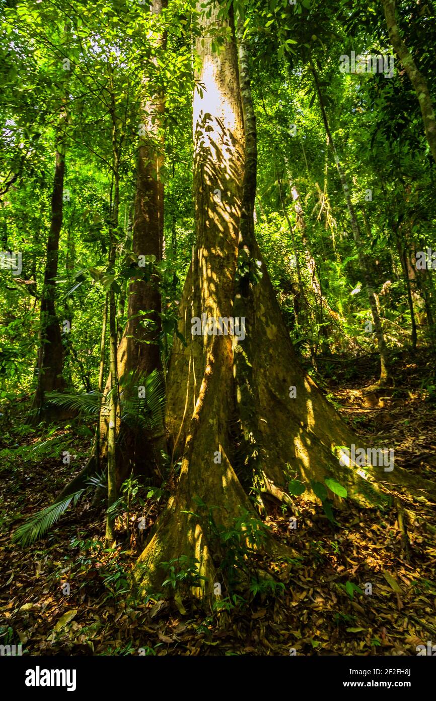 Tree Root Systems tropical rainforest Jungle background forest ...