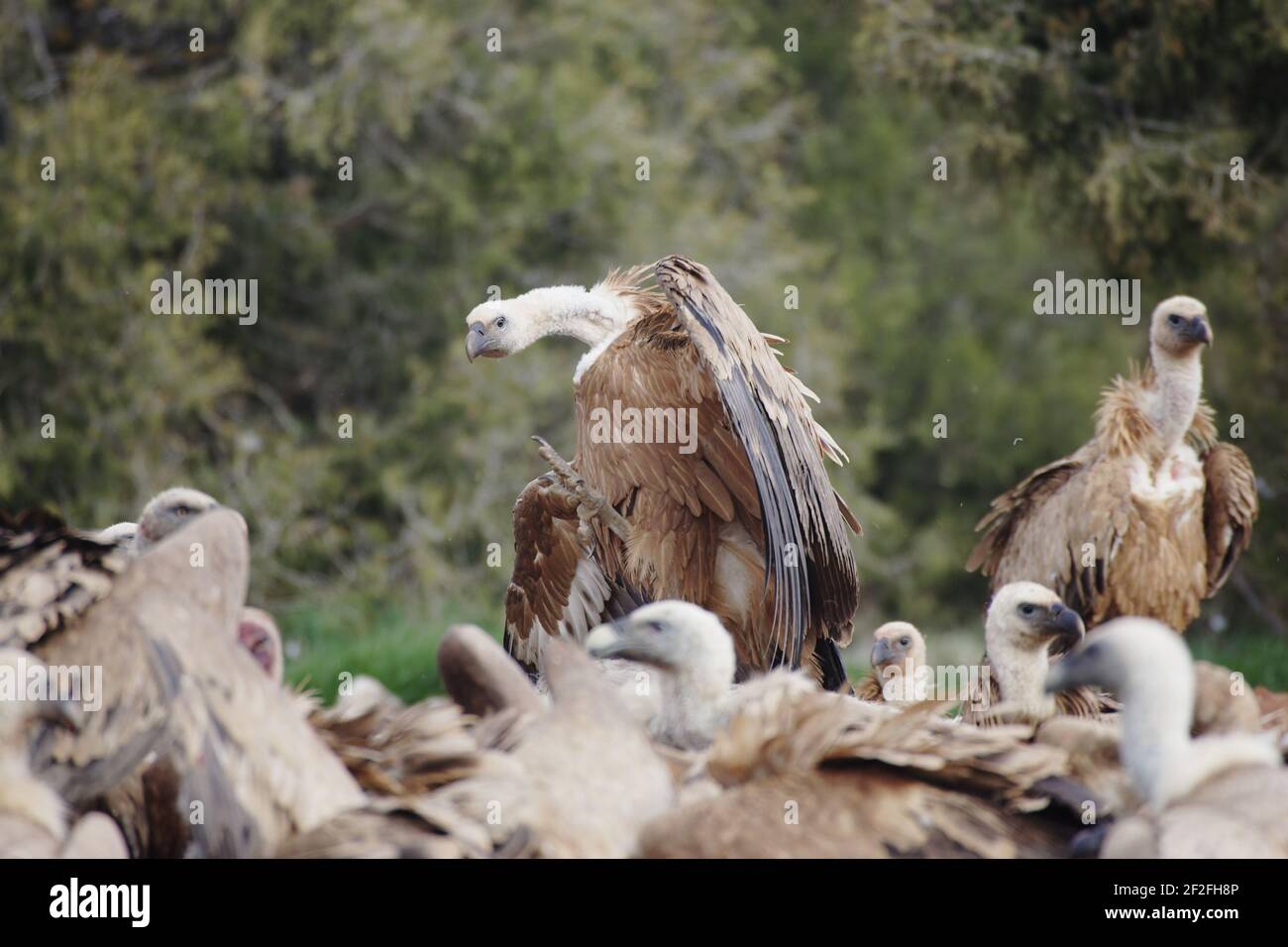 Rapaces hi-res stock photography and images - Alamy