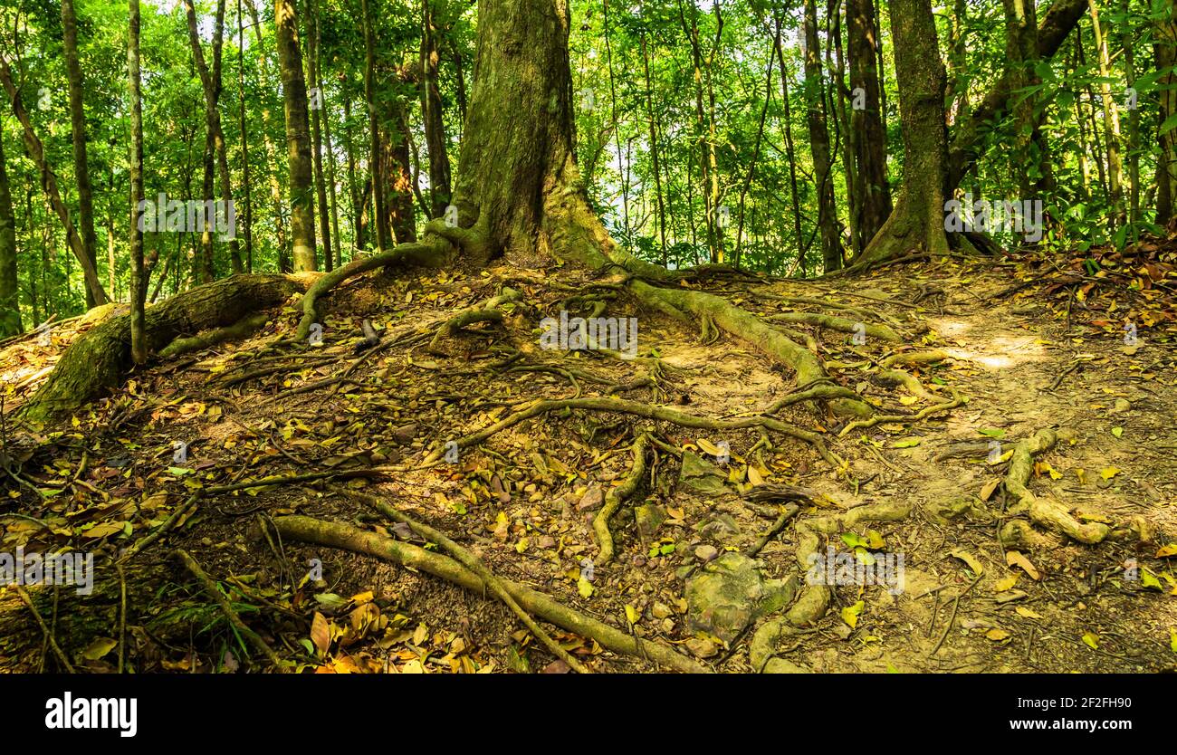 Tree Root Systems background. Beautiful landscape of the forest trees ...