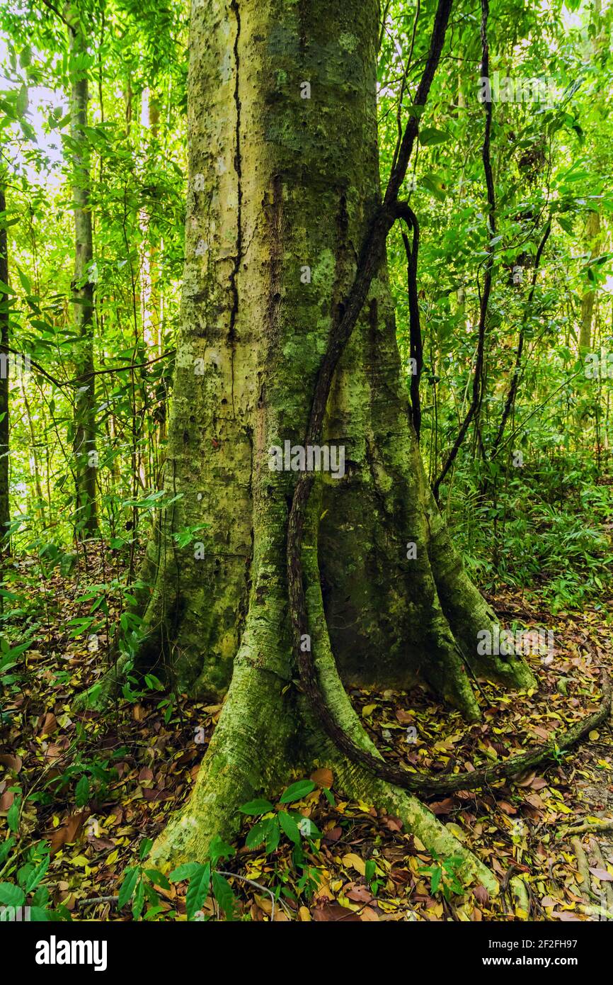 Tree Root Systems spring and summer background. Tropical Rain Forest ...