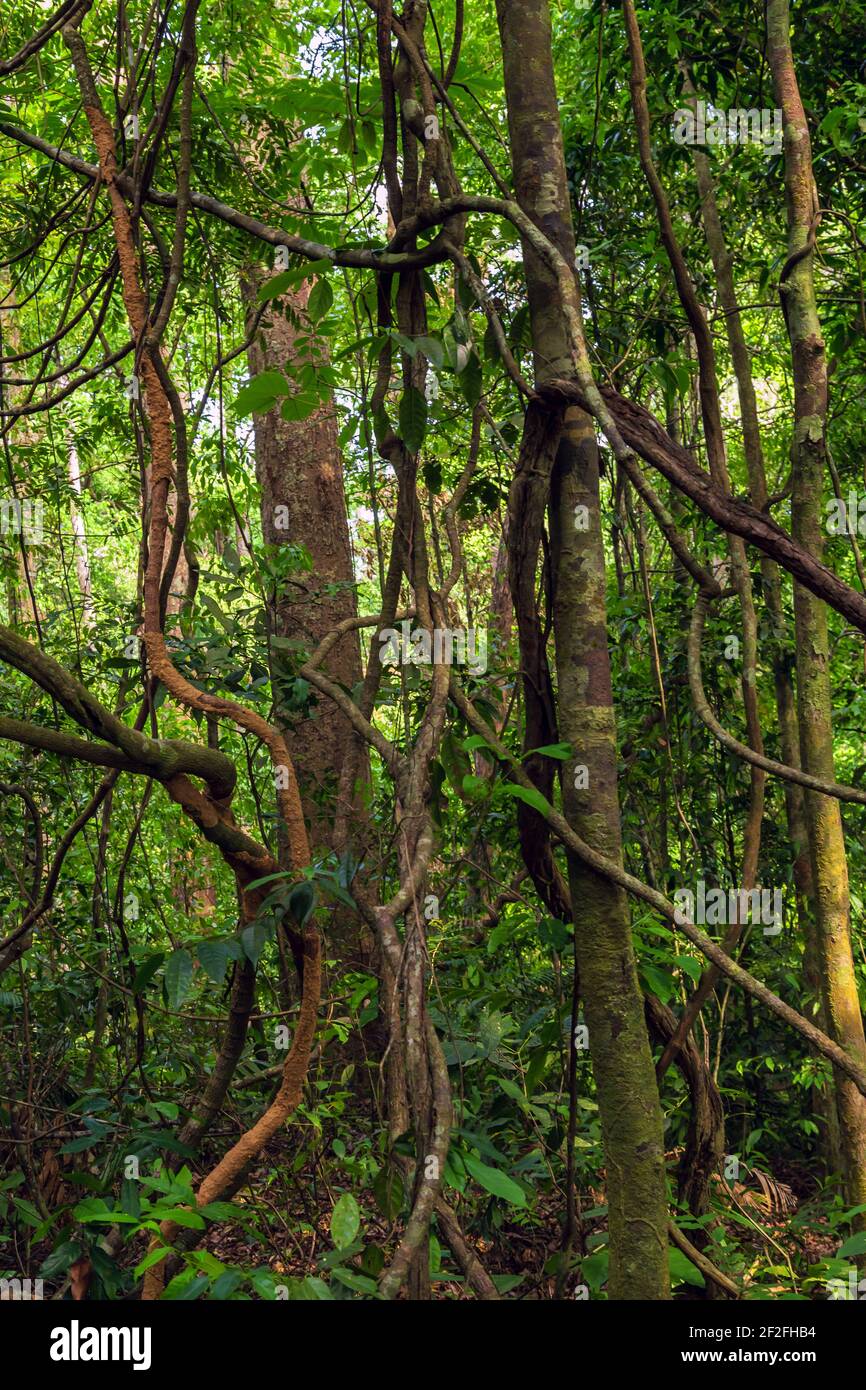 Tropical jungles landscape with plants natural woods leaves forrest ...