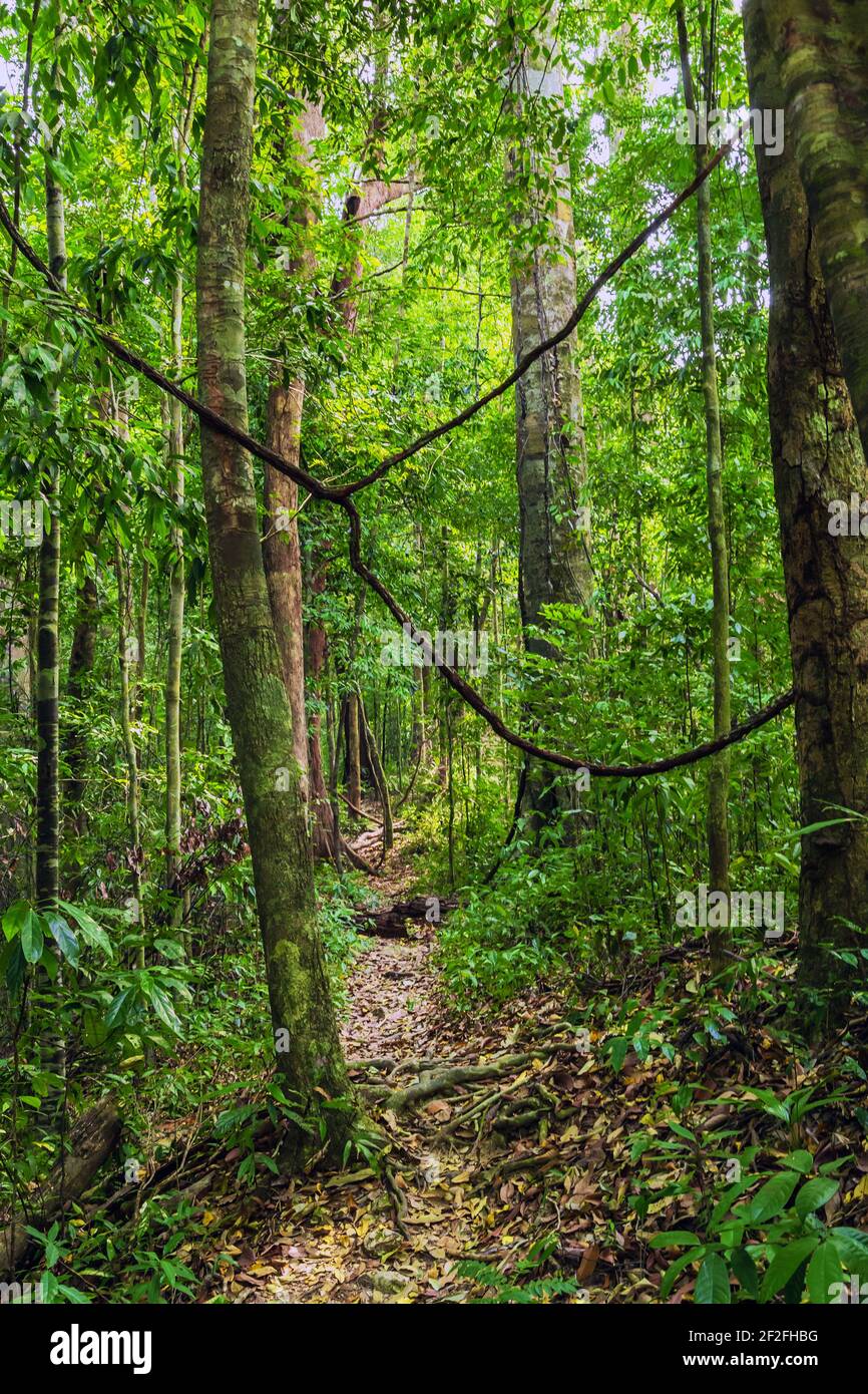 tropical background with jungle plants forrest spring Stock Photo - Alamy