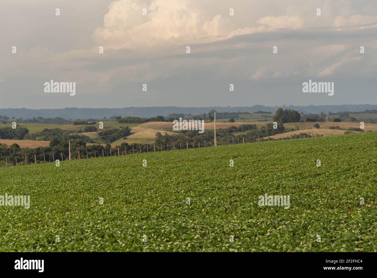 Soy plantation. Agricultural production area. Grain production farm ...