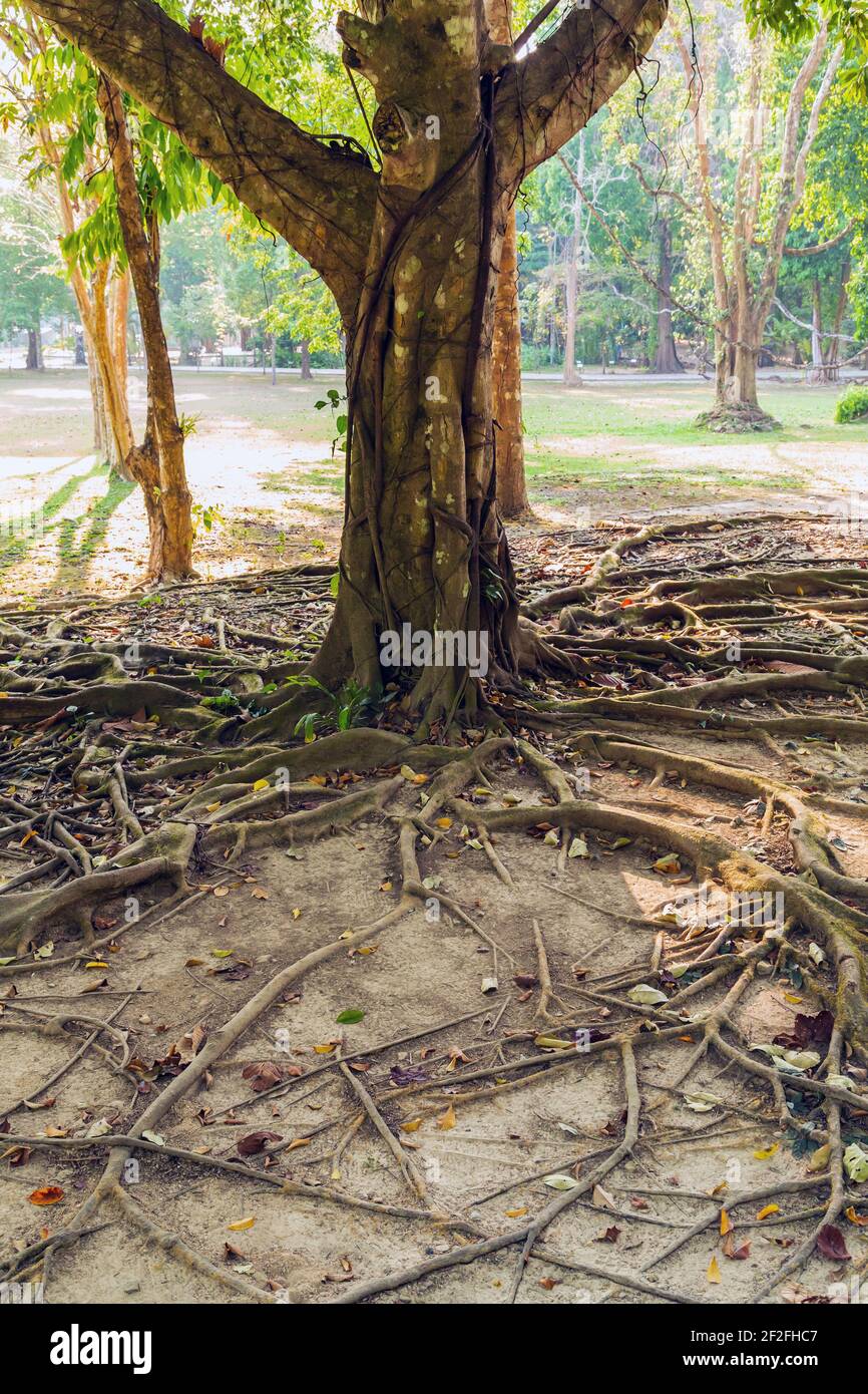 Rain forest scenic background Big Tree. Root Systems Forest background ...