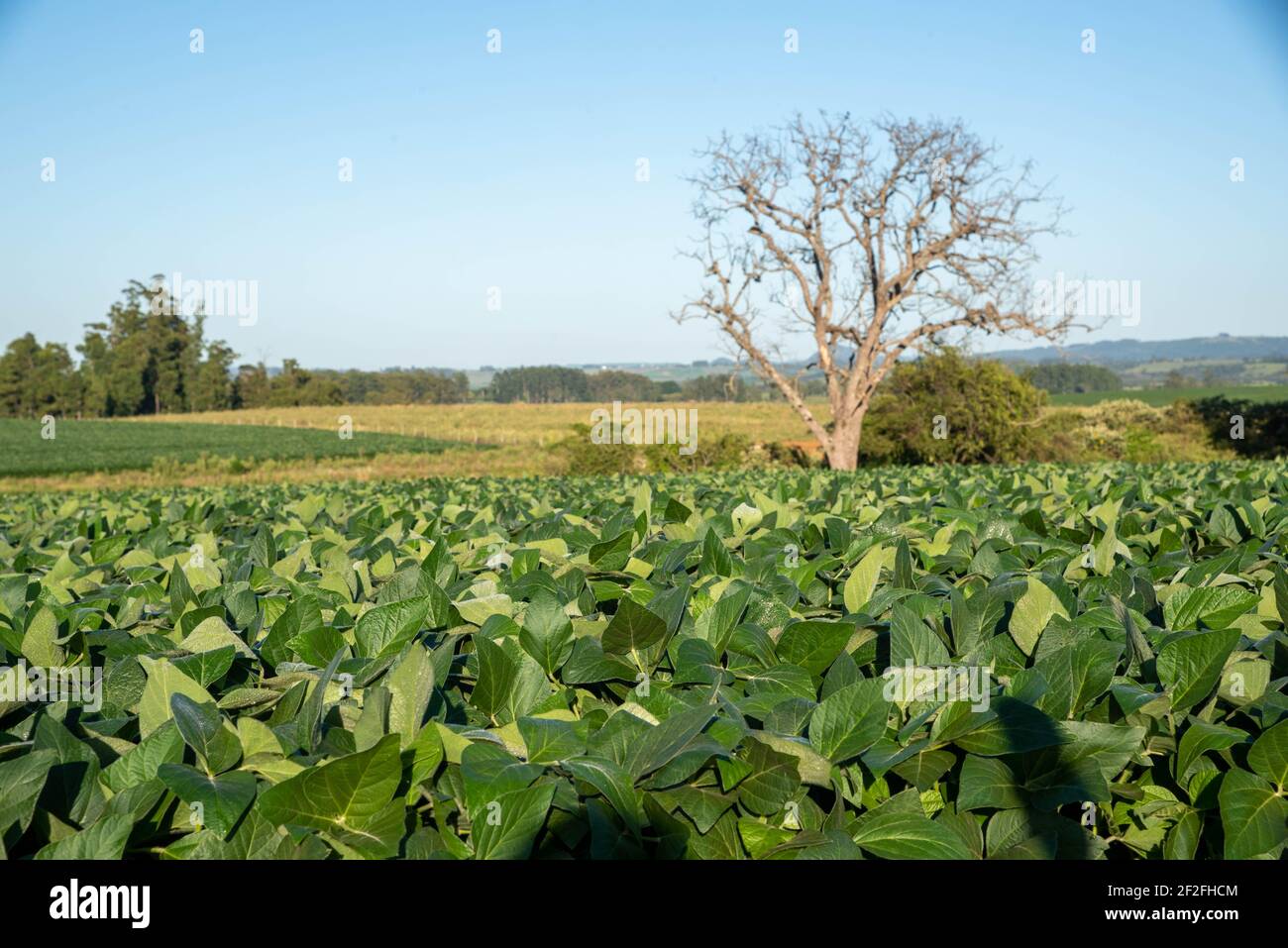 soybean crop. Grain production field. Planting at an early stage of ...