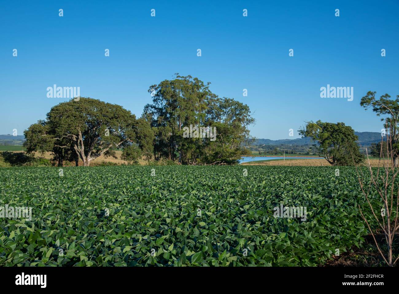 soybean crop. Grain production field. Planting at an early stage of ...