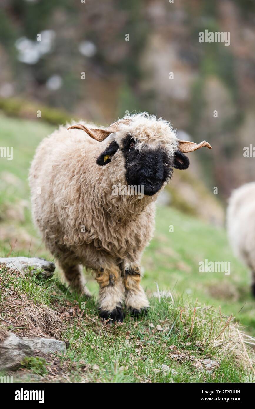 Valais sheep wool hi-res stock photography and images - Alamy