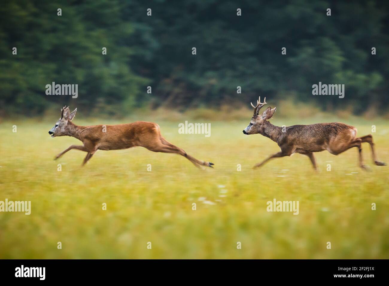 Deer running grass hi-res stock photography and images - Alamy