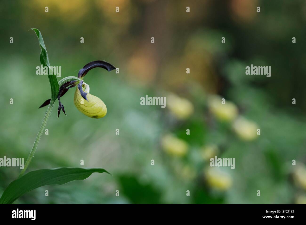 Yellow lady's slipper, native orchid, in evening forest, Cypripedium ...