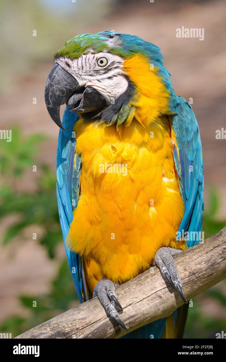 Ara ararauna closeup hi-res stock photography and images - Alamy