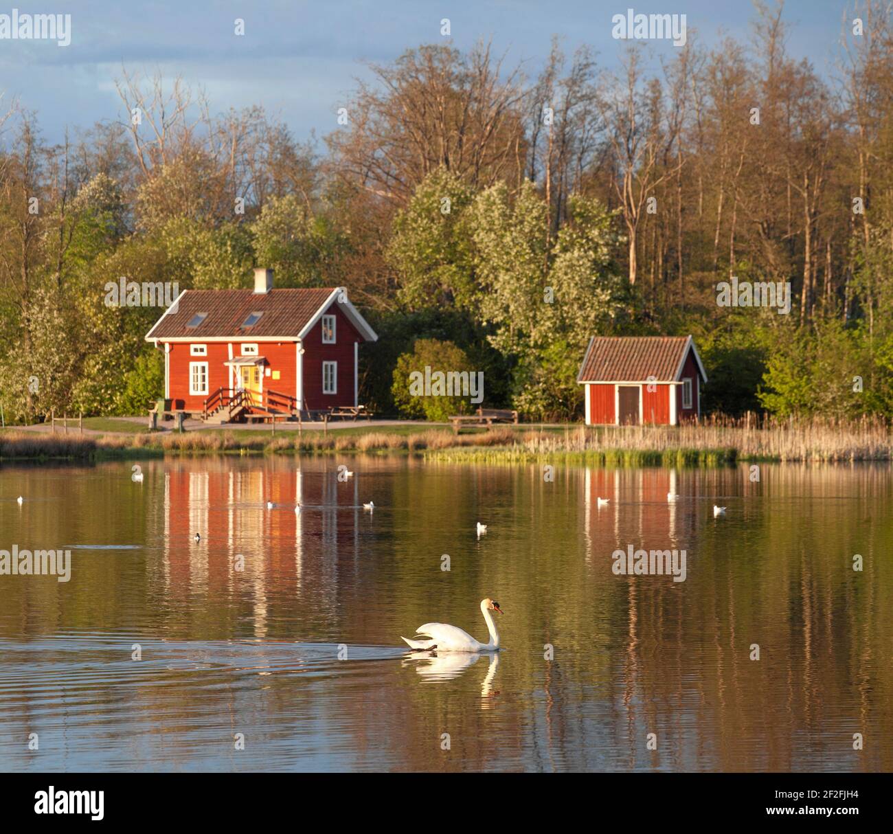 A swan swimming in front of Erik Rosenberg's red cottage, in Oset nature reserve, Orebro, Sweden ...