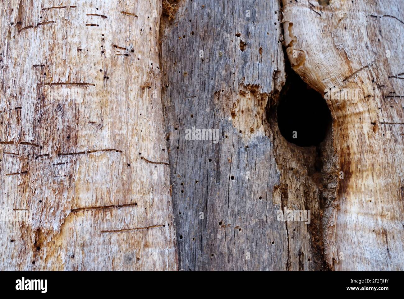 Bark beetles in a tree Stock Photo - Alamy