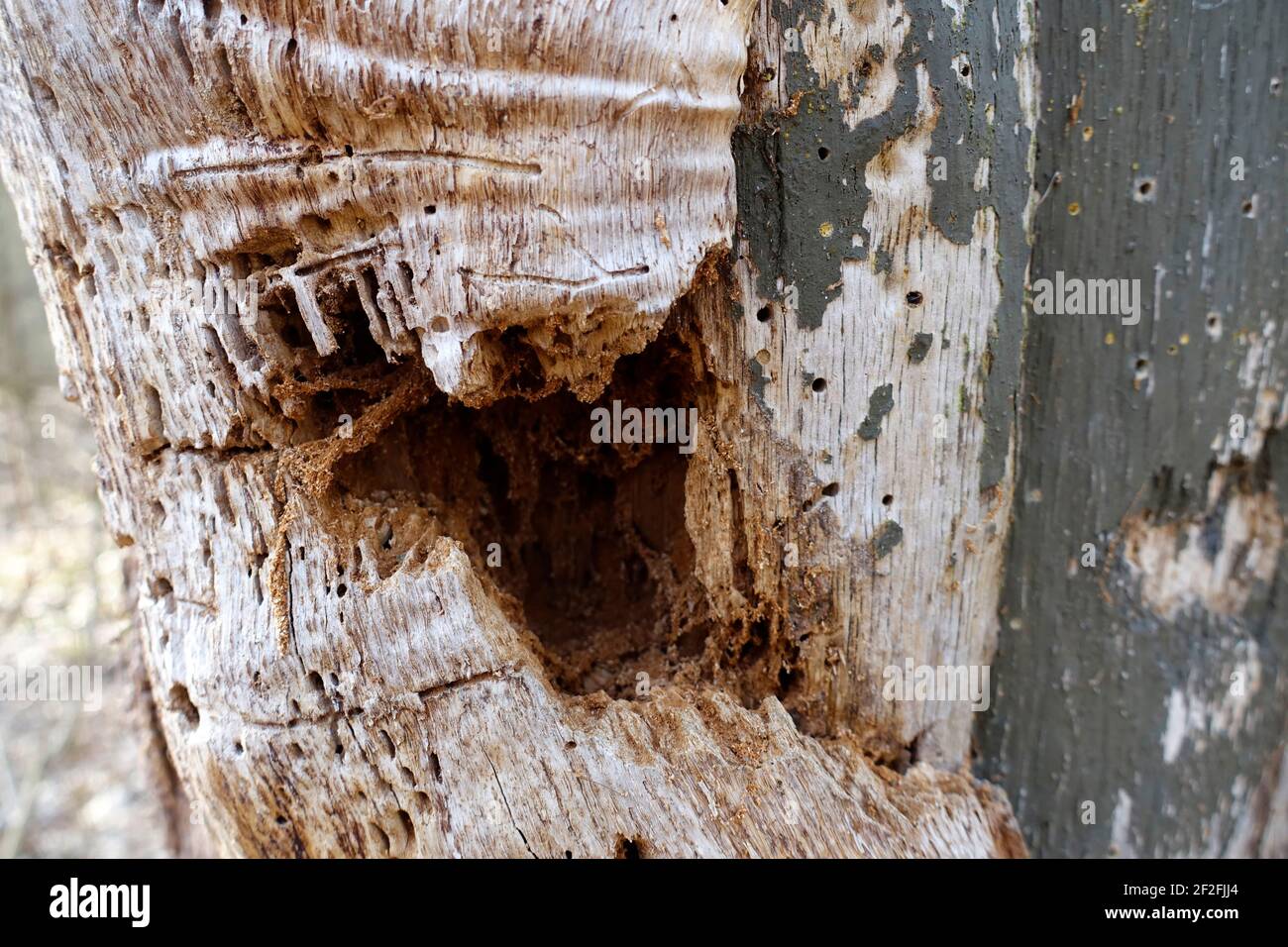 Bark beetles in a tree Stock Photo - Alamy