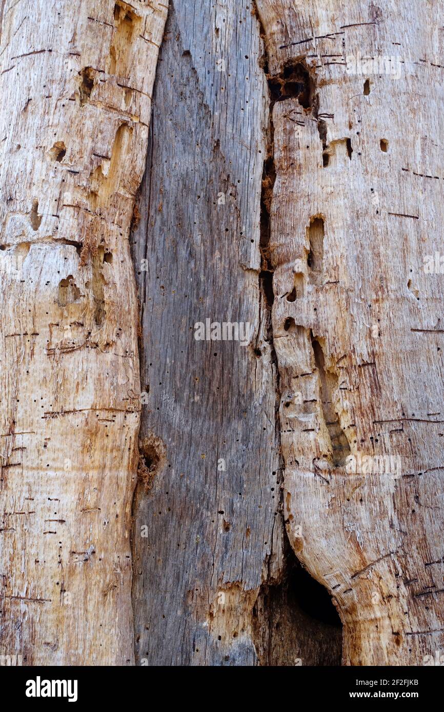 Bark beetles in a tree Stock Photo - Alamy